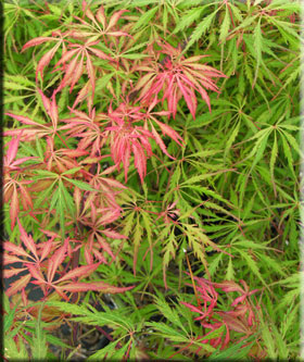 Acer palmatum dissectum 'Spring Delight' | Japanese Maples, Ornamental ...