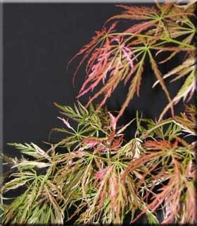 Acer palmatum dissectum 'Toyama nishiki' | Japanese Maples, Ornamental ...