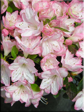 Azalea 'Roehr's Peggy Ann' | Evergreen Azaleas