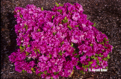 Azalea 'Leslie's Purple' | Evergreen Azaleas