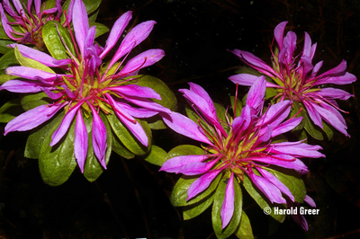 Azalea 'Nuccio's Purple Dragon' | Evergreen Azaleas