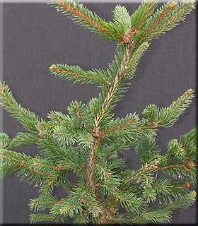 Picea abies 'Hillside Upright' | Conifers