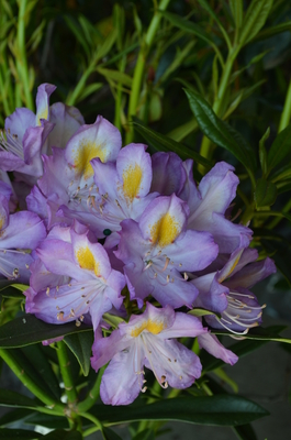 Rhododendron 'Blue Angel' | Rhododendrons (Hybrids & species)