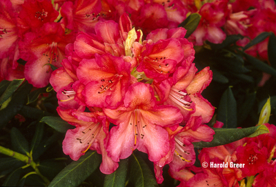 Rhododendron 'Whitney's Late Orange' | Rhododendrons (Hybrids & species)