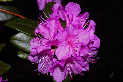 Rhododendron 'Weston's Aglo' | Rhododendrons (Hybrids & species)