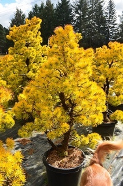 Pinus contorta var. latifolia 'Chief Joseph' | Conifers