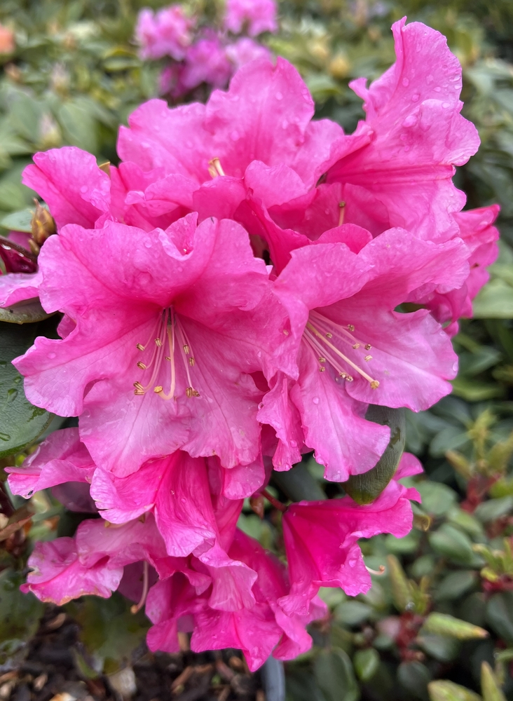 Rhododendron 'Point Fosdick' | Rhododendrons (Hybrids & species)