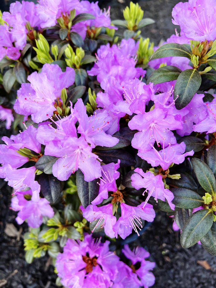Rhododendron 'P.J.M. Compacta' | Rhododendrons (Hybrids & species)