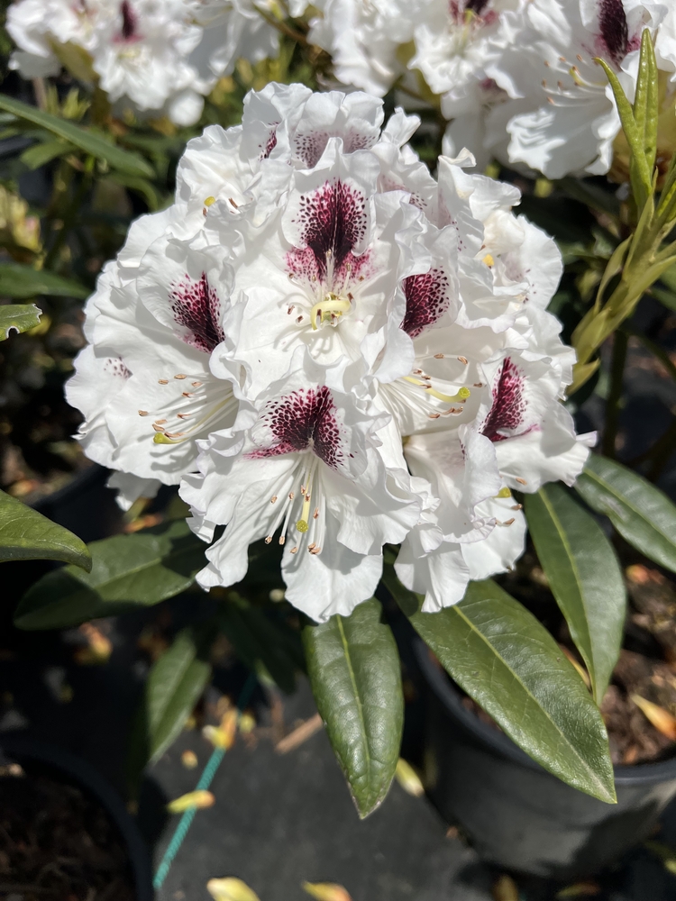 Rhododendron 'Sappho' | Rhododendrons (Hybrids & species)