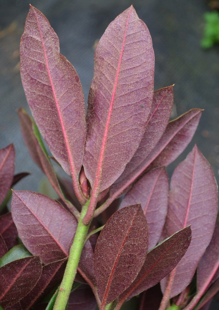 Rhododendron 'Wine and Roses' | Rhododendrons (Hybrids & species)