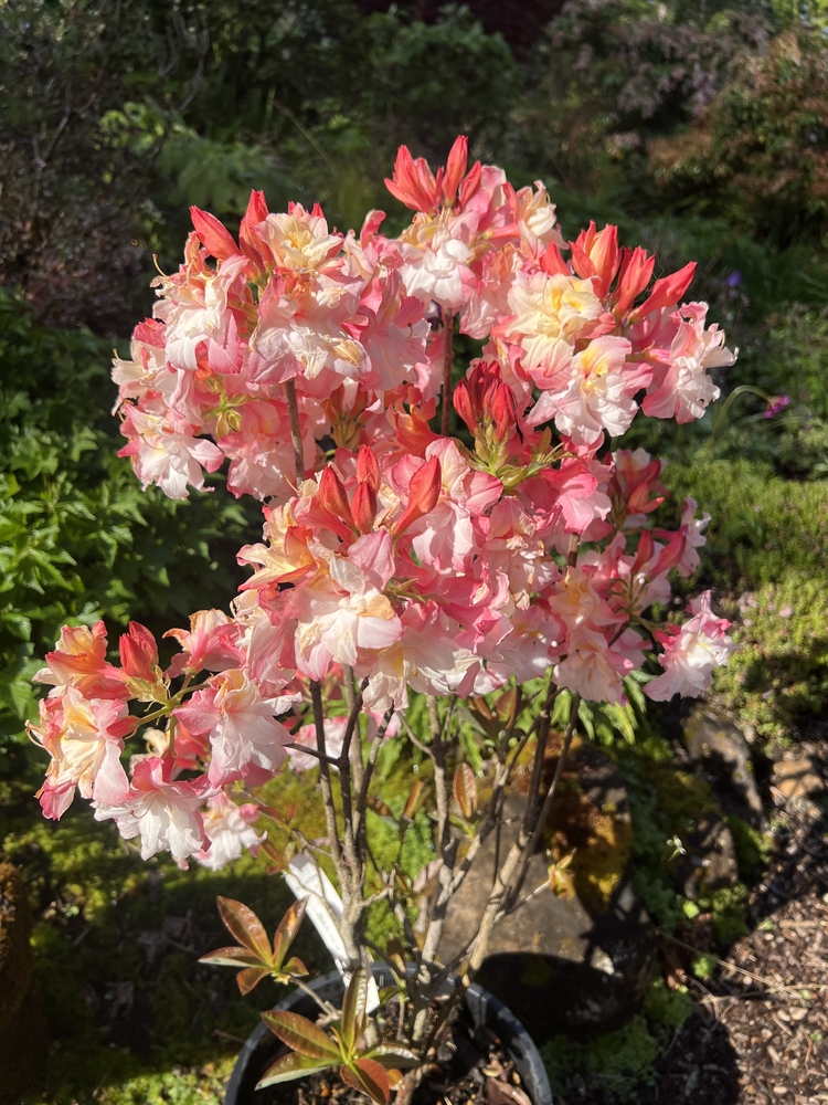 Rhododendron occidentale 'Jack Sands' | Deciduous Azaleas