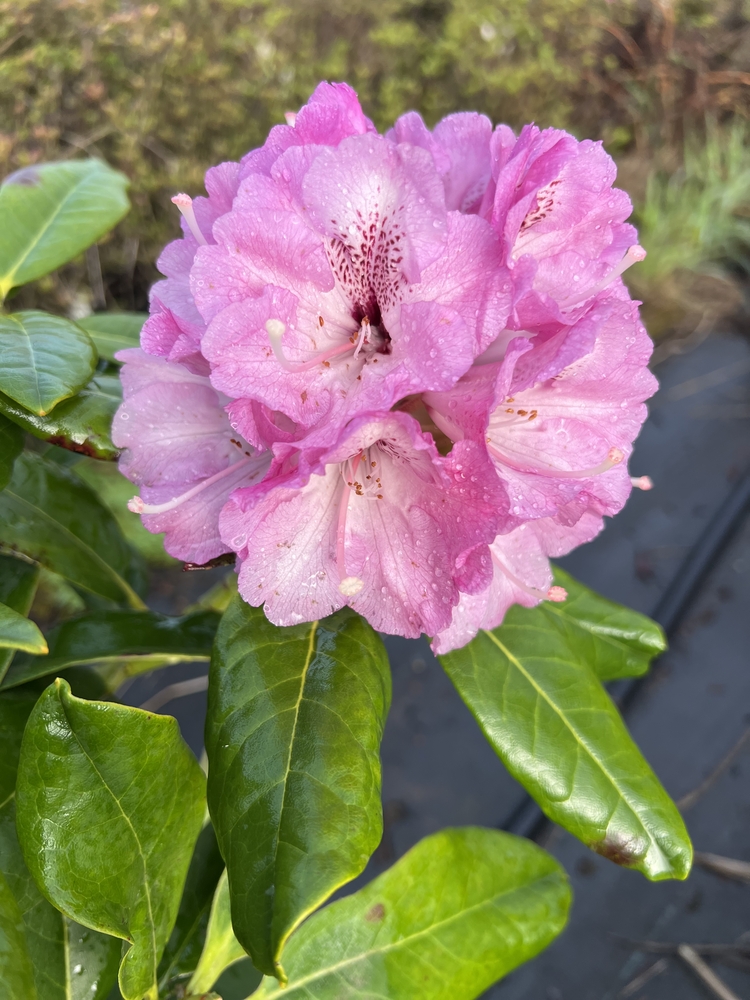 Rhododendron 'Fulbrook' | Rhododendrons (Hybrids & species)