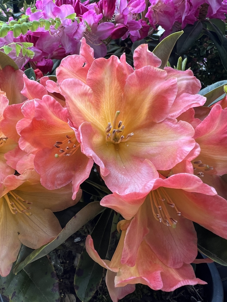 Rhododendron 'Neon' | Rhododendrons (Hybrids & species)