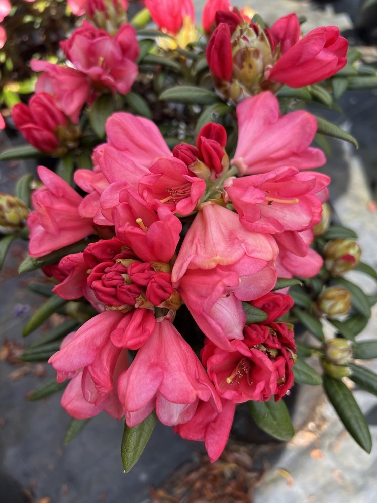 Rhododendron degronianum ssp. yakushimanum 'Yummy Yak' | Rhododendrons ...
