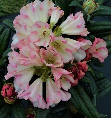 Rhododendron 'Silver Skies' | Rhododendrons (Hybrids & species)