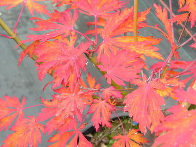 Acer japonicum 'Filiformis' (aka 'Filiforme')