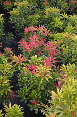 Pieris japonica 'Mountain Fire' | Deciduous & Evergreen Shrubs